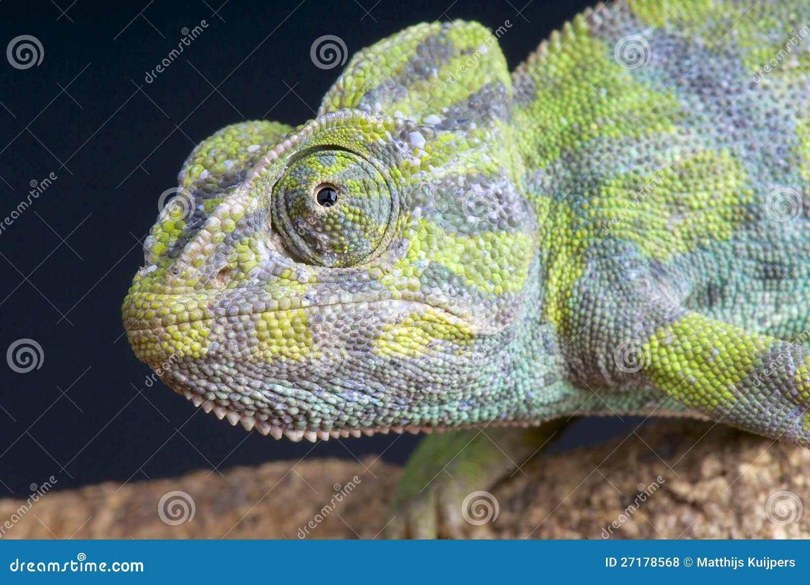 Common Chameleon stock photo. Image of bright, arboreal - 27178568
