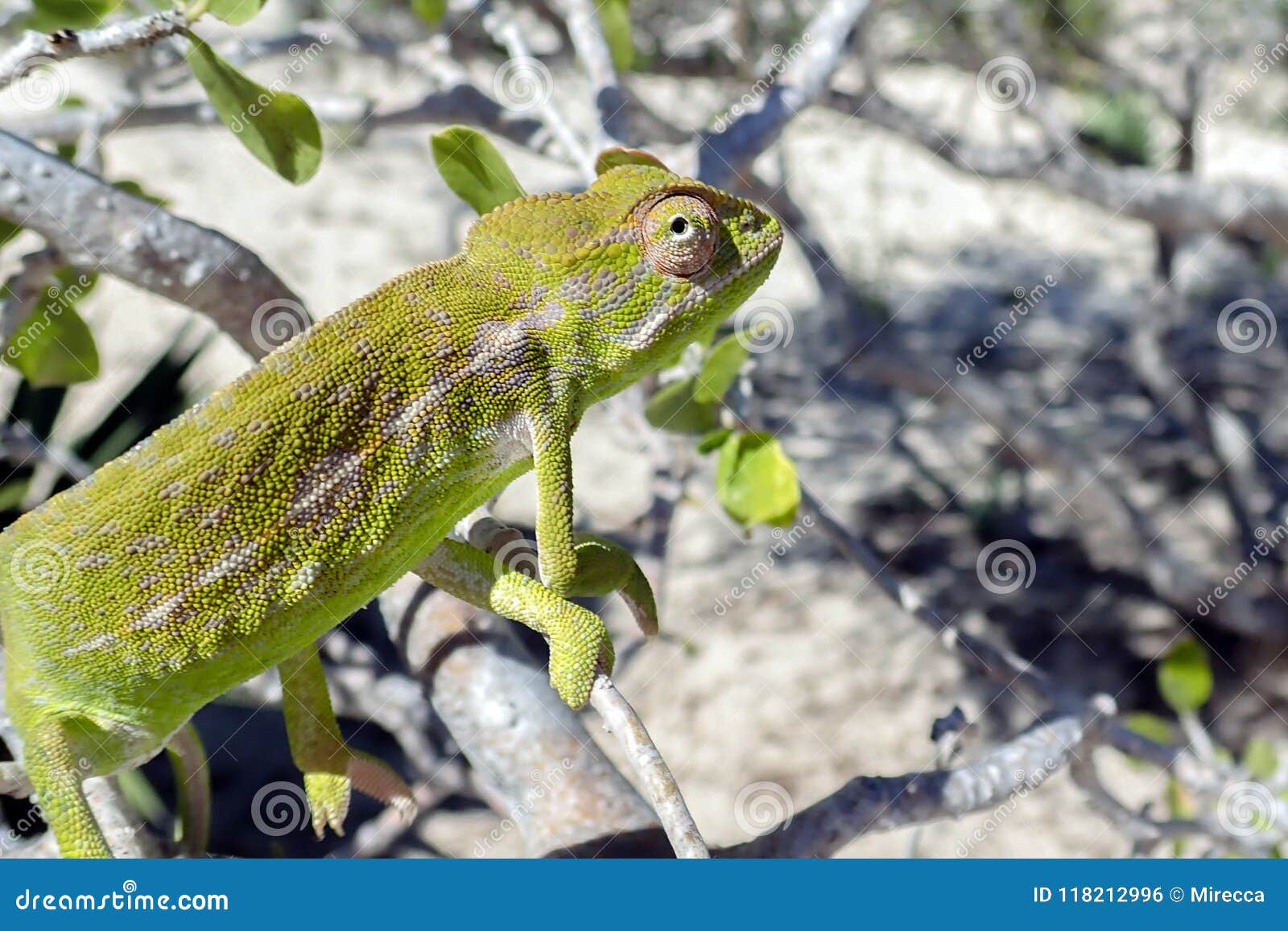 Common Chameleon Chamaeleo Chamaeleon, the Common Chameleon Madagascar ...