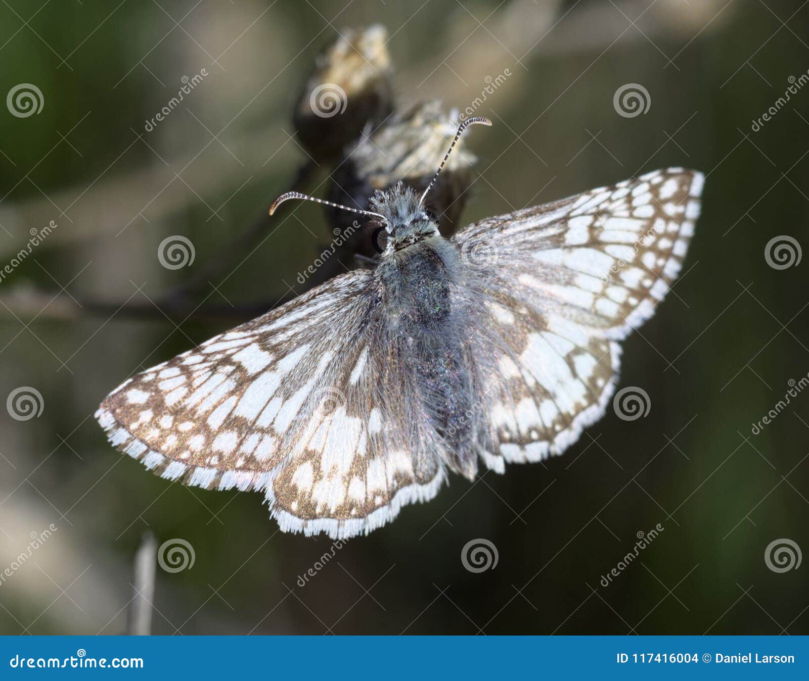 Common Checkered-Skipper stock photo. Image of insect - 117416004