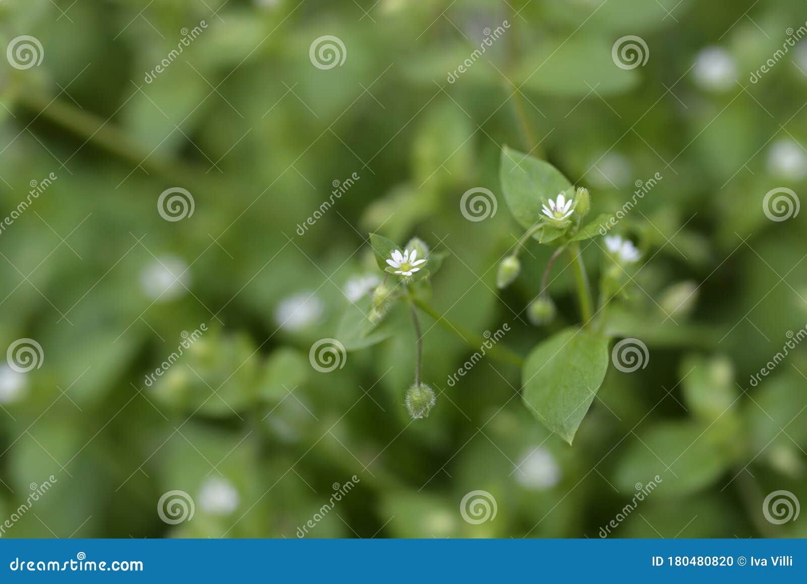 Common chickweed stock photo. Image of starwort, close - 180480820