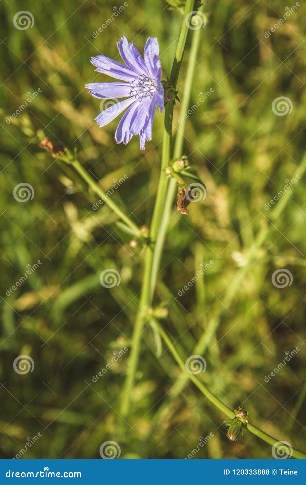 Common chicory plant stock photo. Image of blue, gardening - 120333888