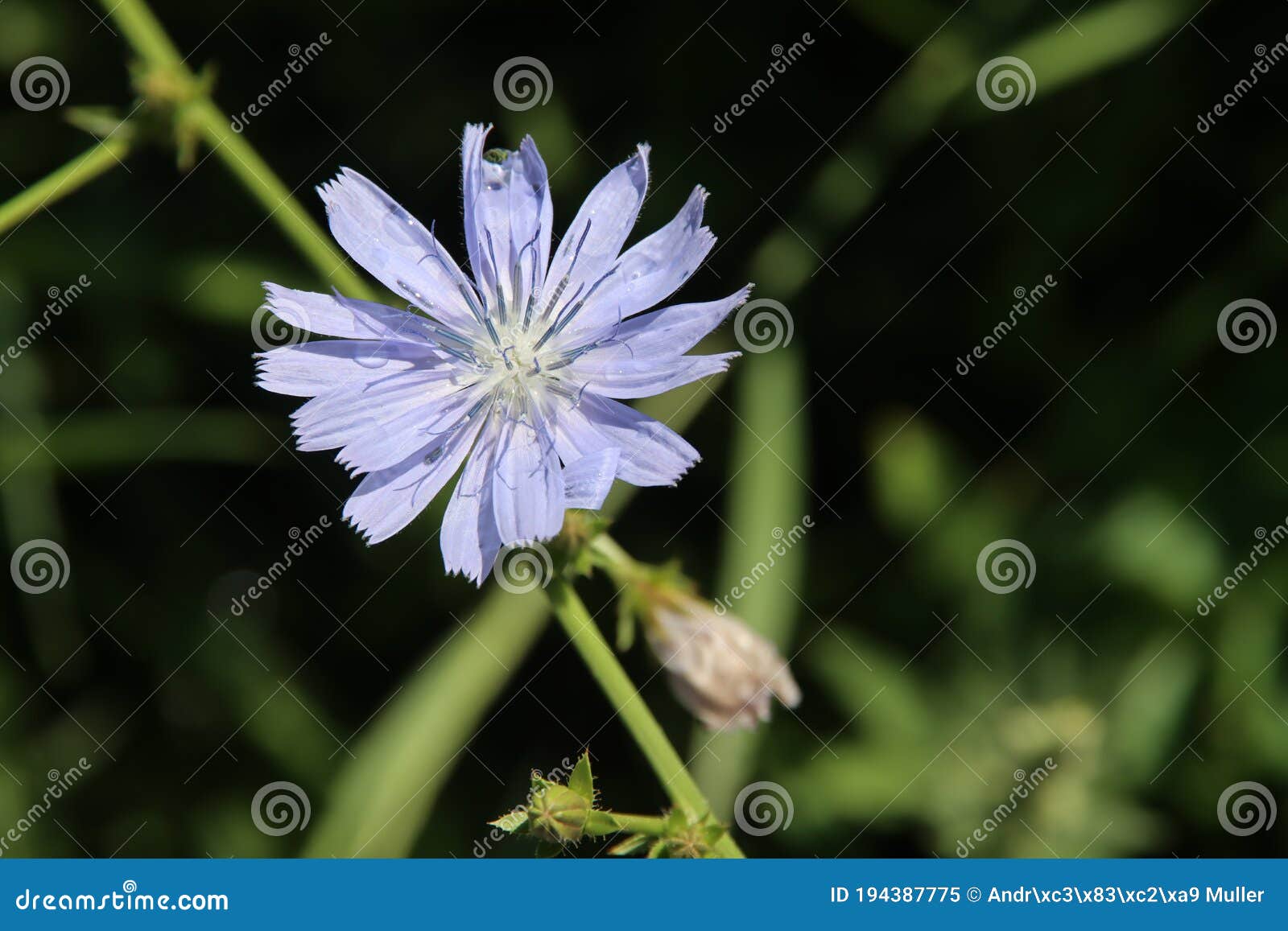 Common Chicory in Blue Color with Rain Drops on it from Morning Stock ...