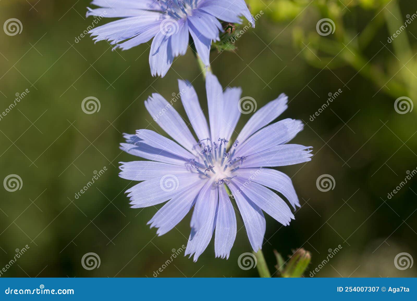 Common Chicory Blue Flowers Closeup Selective Focus Stock Image - Image ...