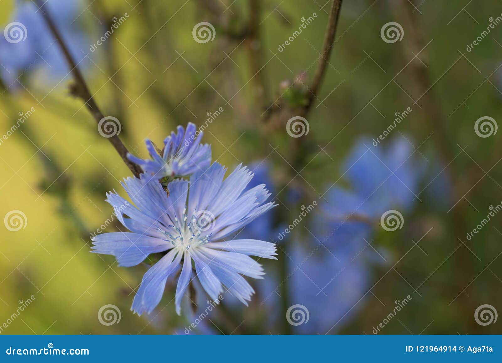 Common Chicory Blue Flowers Macro Stock Photo - Image of intybus ...