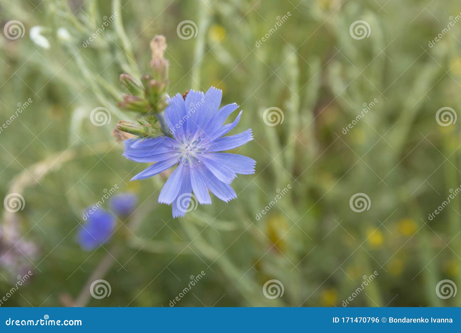 Common Chicory Cichorium Intybus Flowers. Stock Photo - Image of floral ...