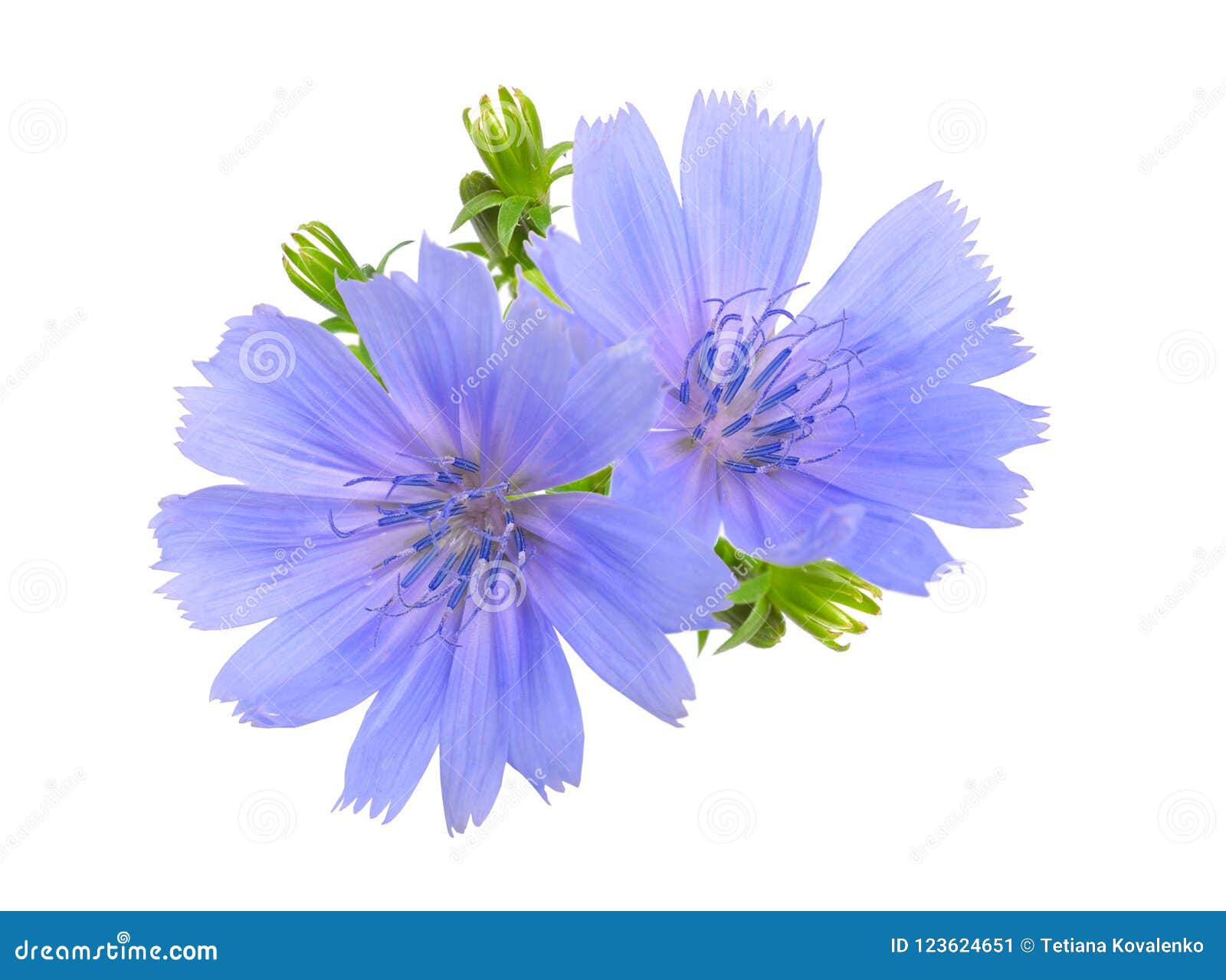 Common Chicory or Cichorium Intybus Flowers. Isolated on White. Stock ...