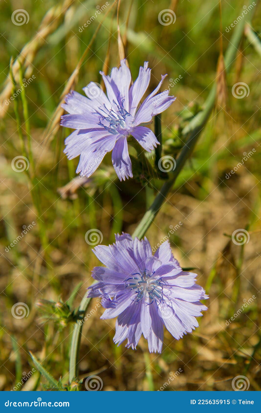 The Common chicory stock image. Image of garden, common - 225635915