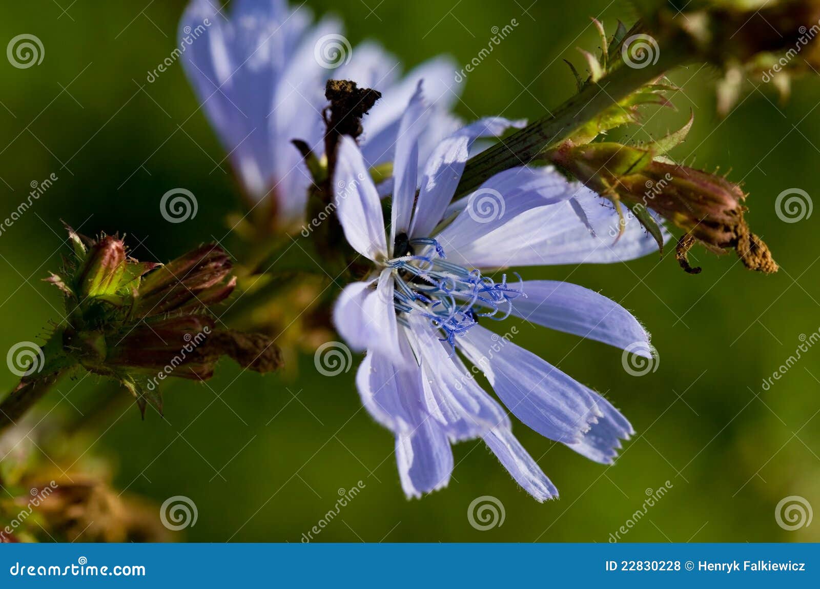 Common Chicory Flower in Bloom Stock Photo - Image of beauty, blooming ...