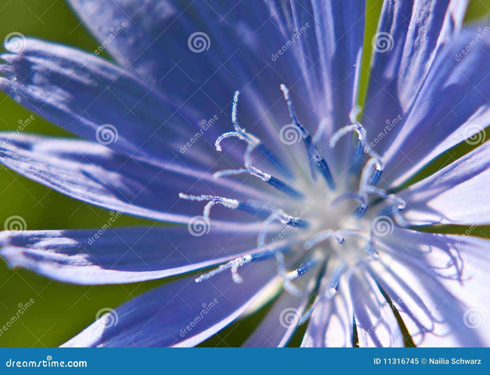 Common Chicory Flower, Cichorium Intybus Stock Image - Image of field ...