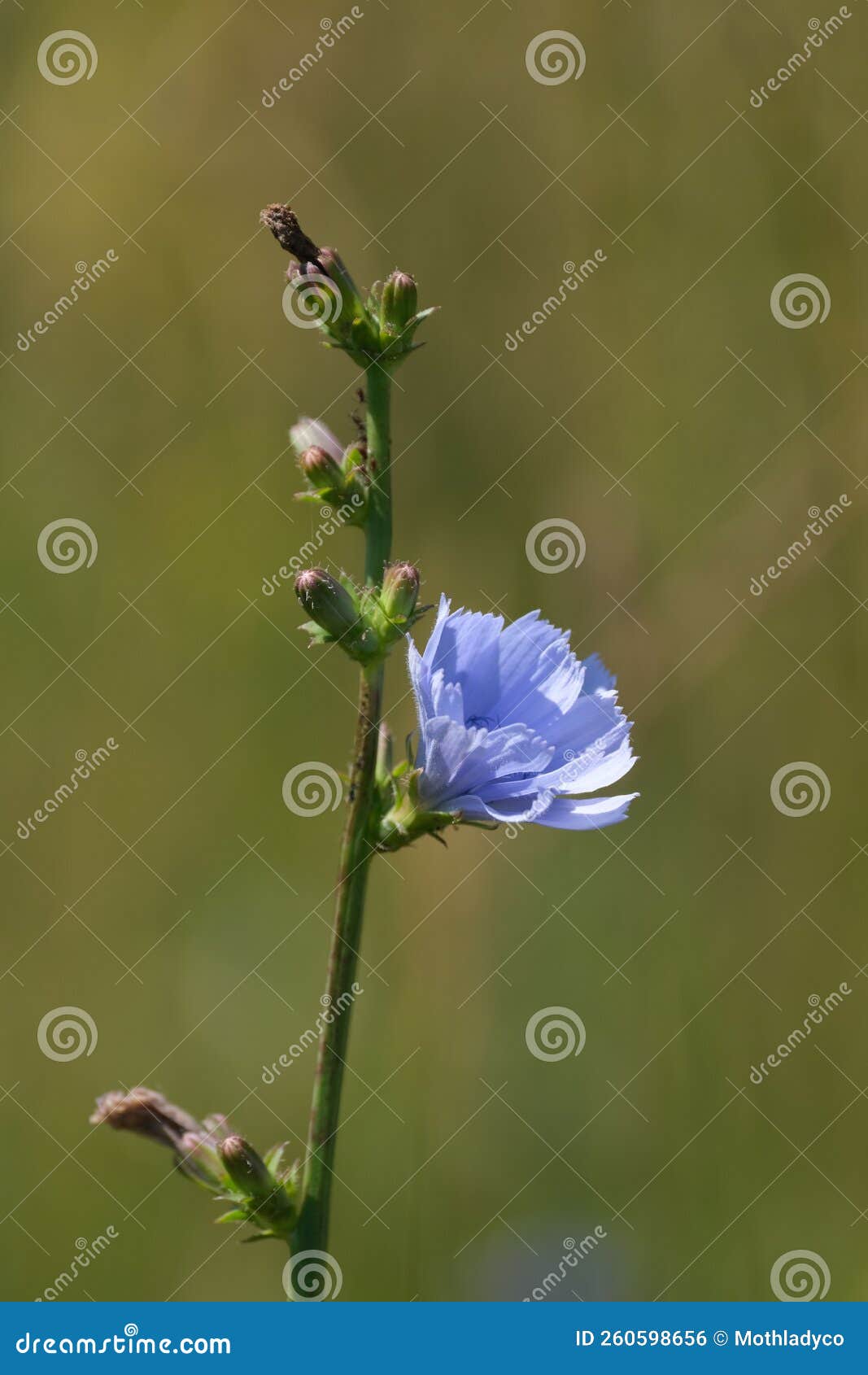 Common Chicory Flower in the Wild, Blue Daisy in Nature Stock Photo ...