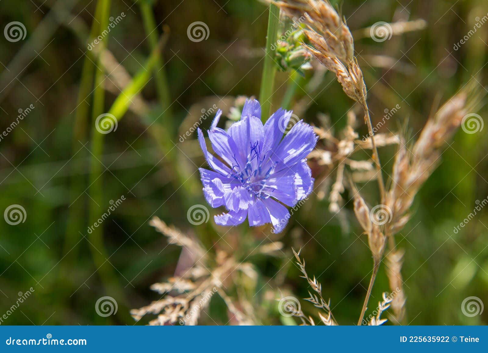 The Common chicory stock photo. Image of botany, bloom - 225635922