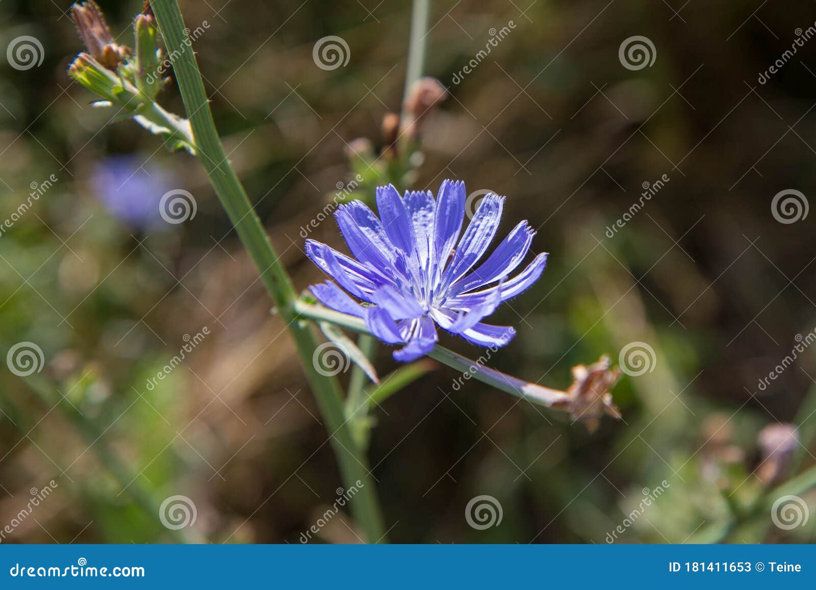 Common chicory plant stock image. Image of animal, botanical - 181411653
