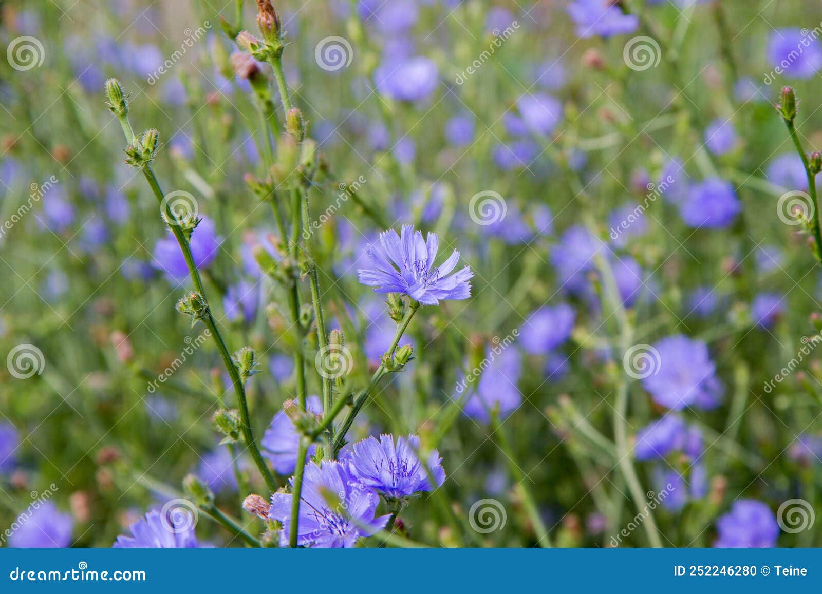 The Common chicory plant stock photo. Image of blue - 252246280