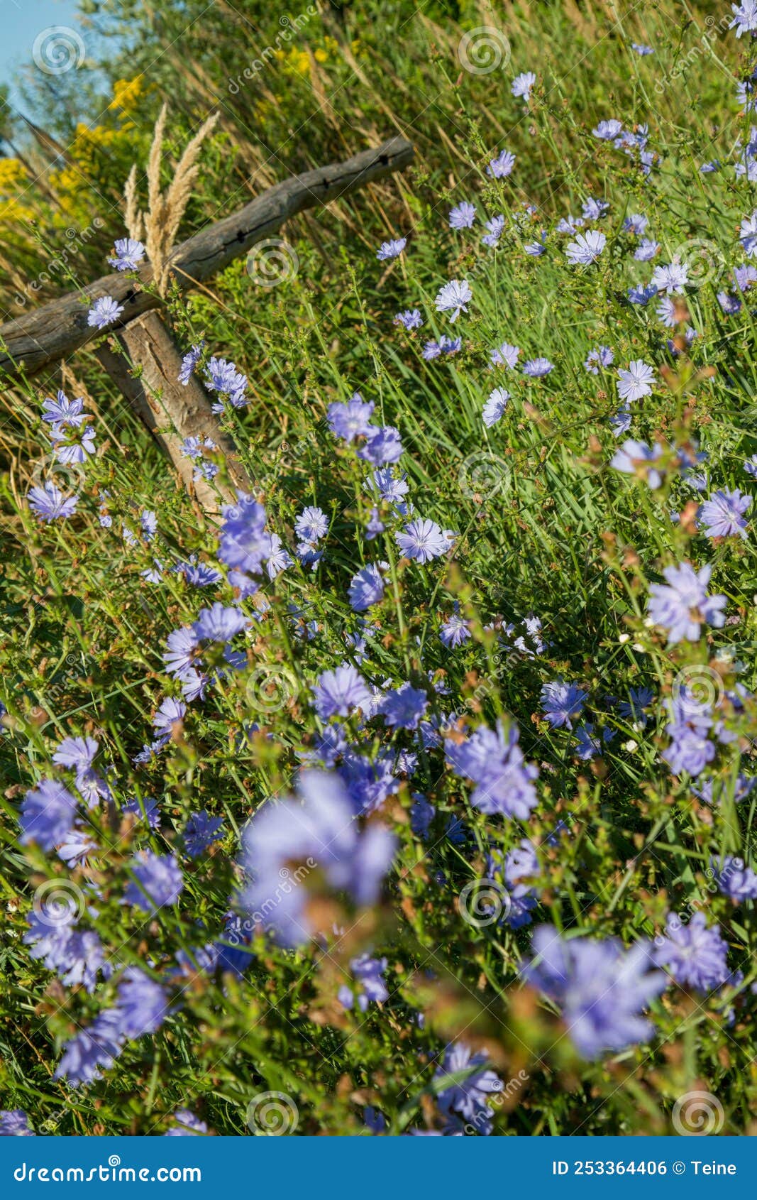 The Common chicory plant stock photo. Image of background - 253364406