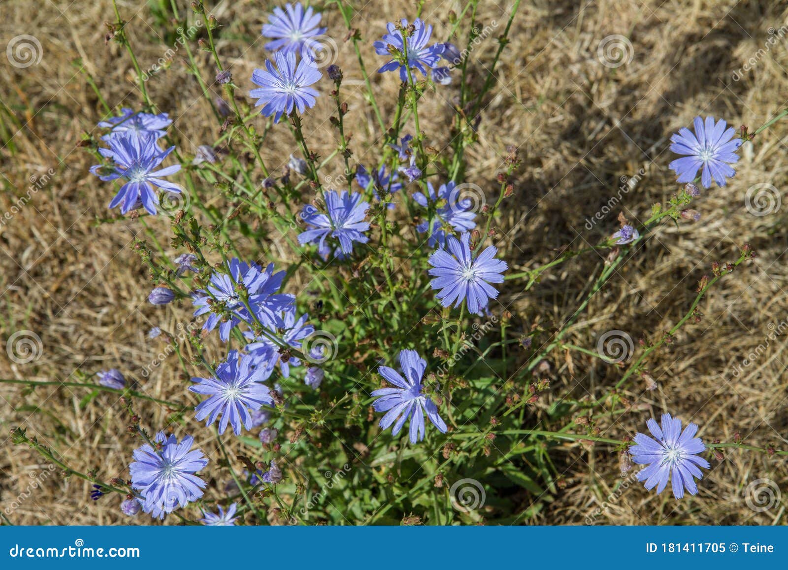 Common chicory plant stock image. Image of plant, green - 181411705