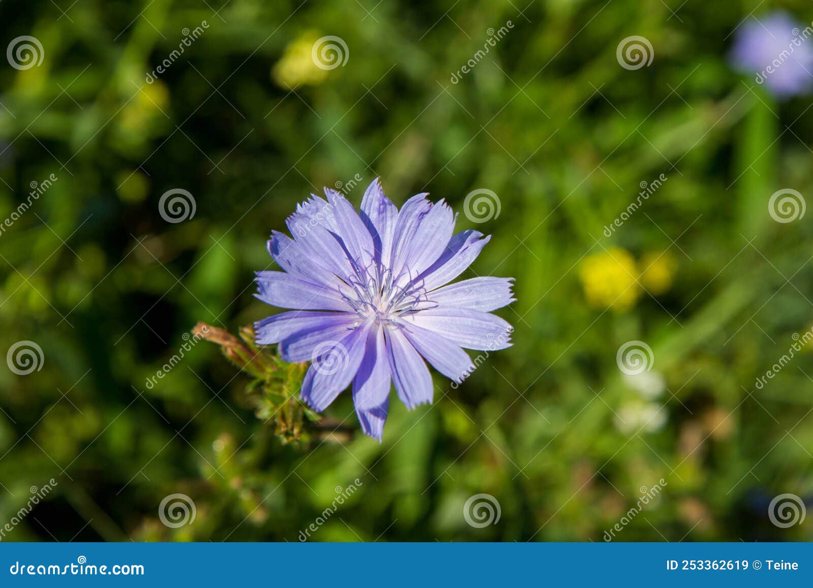 The Common chicory plant stock image. Image of blooming - 253362619