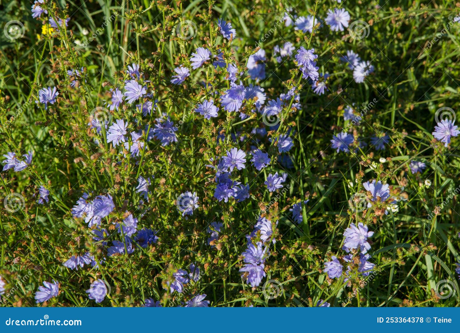 The Common chicory plant stock photo. Image of branch - 253364378
