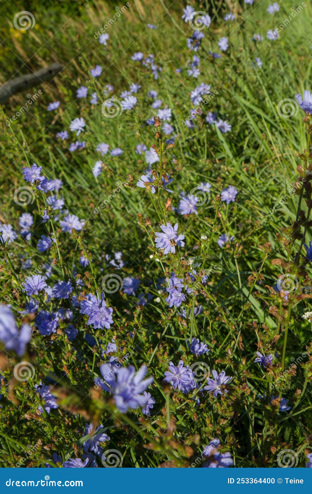 The Common chicory plant stock photo. Image of chicory - 253364400