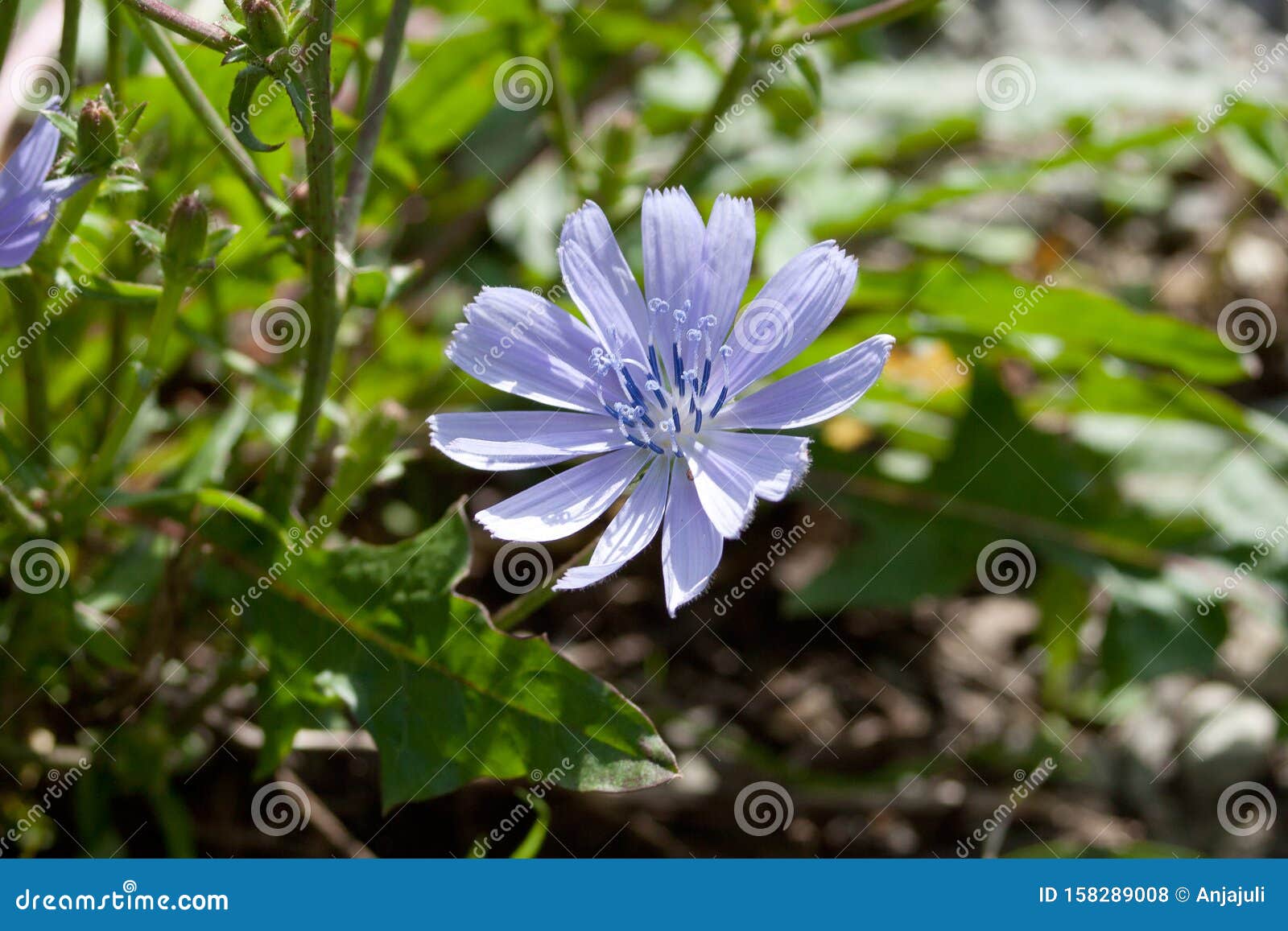 Common Chicory Plant with Purple Blossom Stock Photo - Image of ...