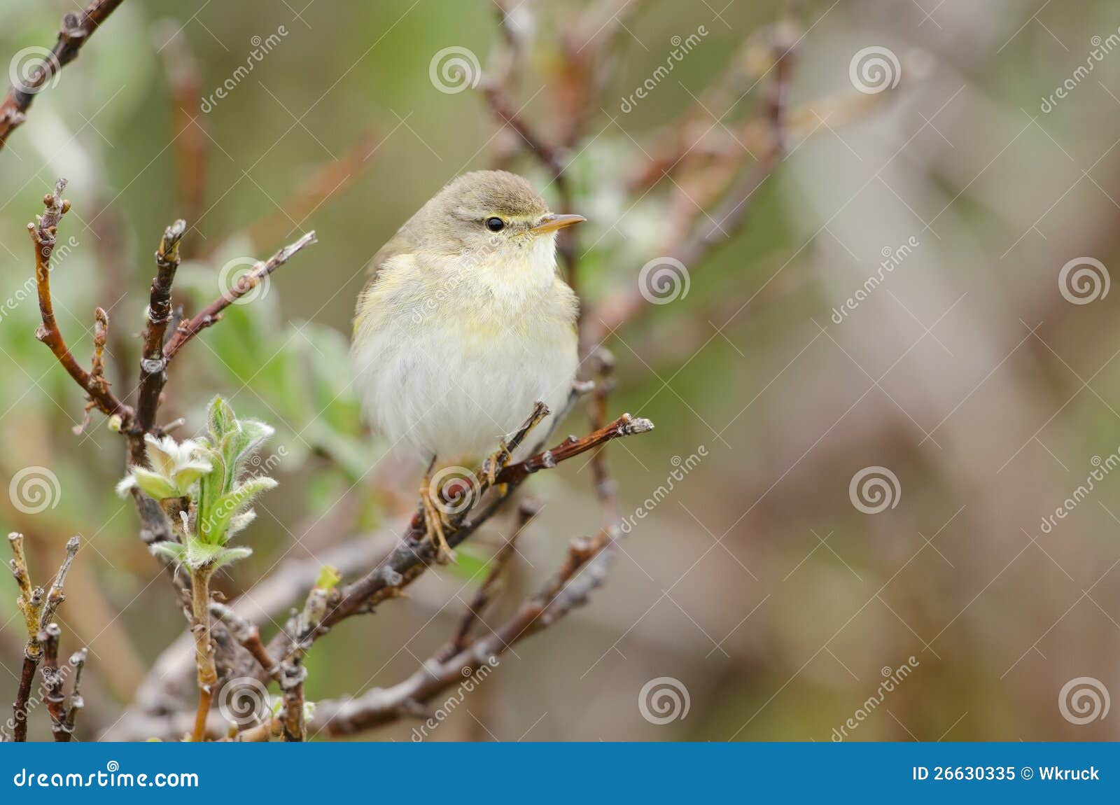 Common chiffchaff stock image. Image of singing, birds - 26630335