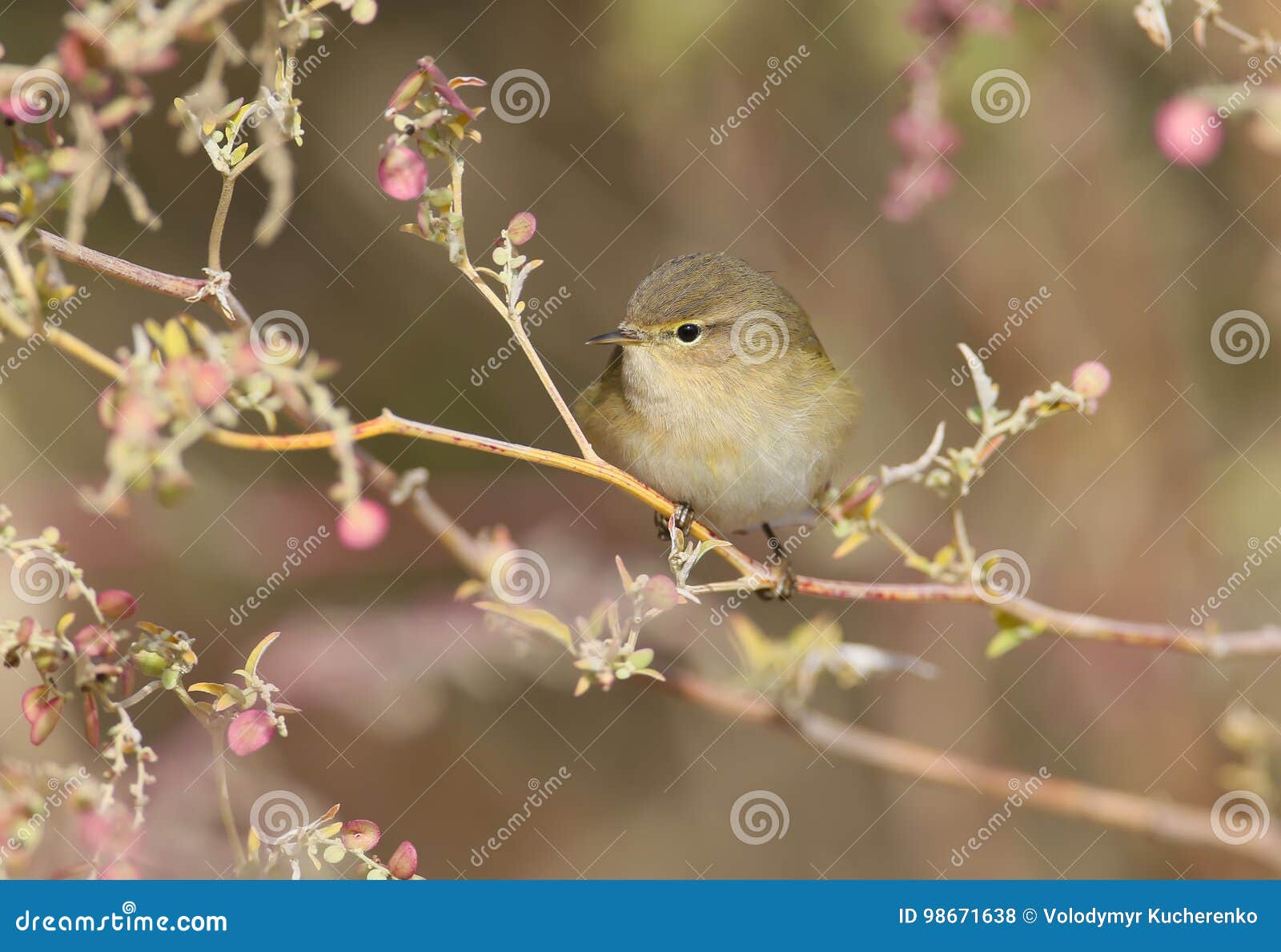 The common chiffchaff stock photo. Image of animals, birdie - 98671638