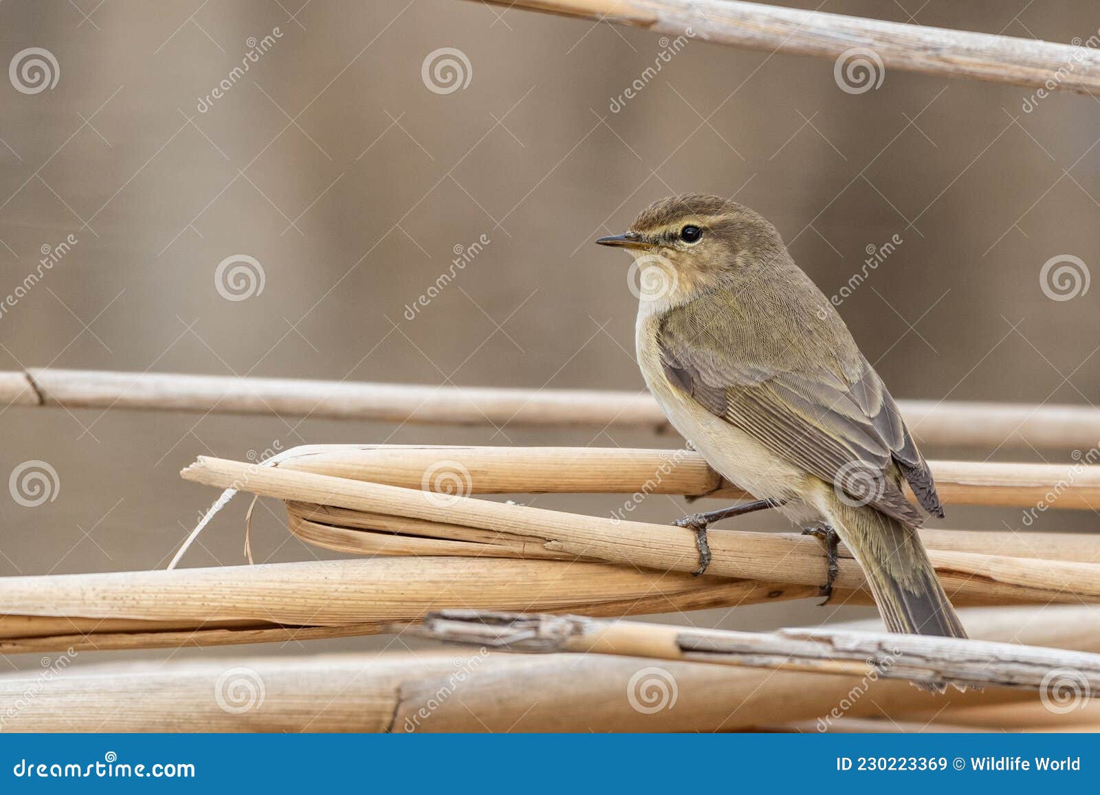 Common Chiffchaff on Cane, Phylloscopus Collybita. in the Wild Stock ...