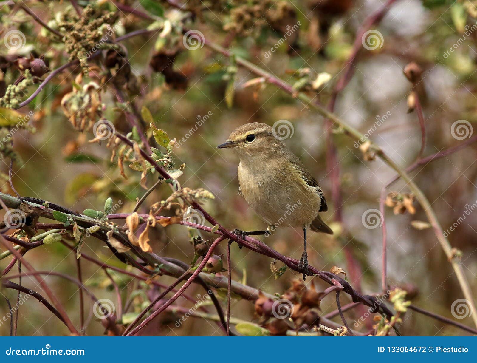 Common chiffchaff stock photo. Image of warbler, nature - 133064672