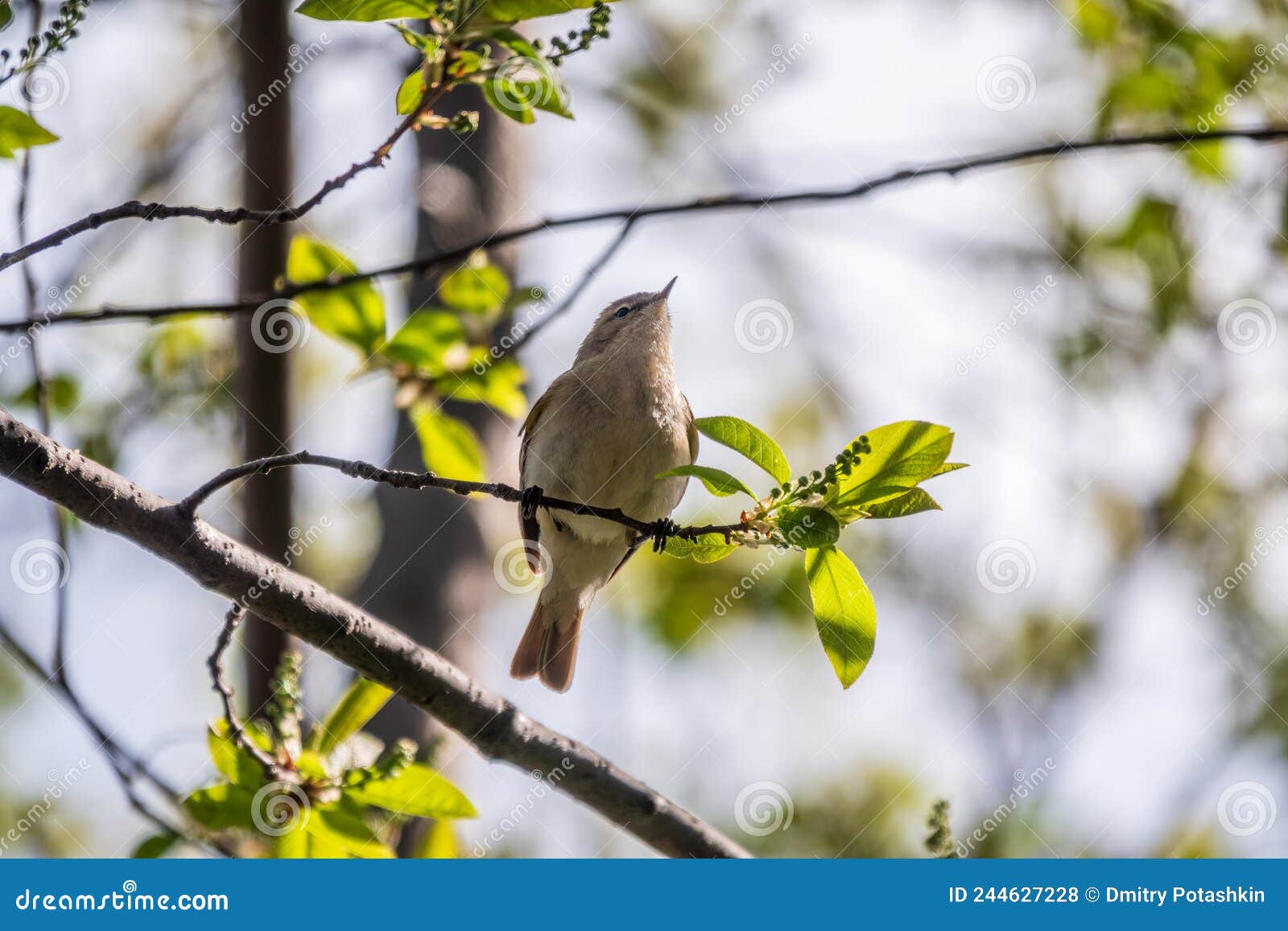 Common Chiffchaff, Lat. Phylloscopus Collybita, Sitting on Branch of ... Common Chiffchaff, Lat. Phylloscopus Collybita, Sitting on Branch of ...