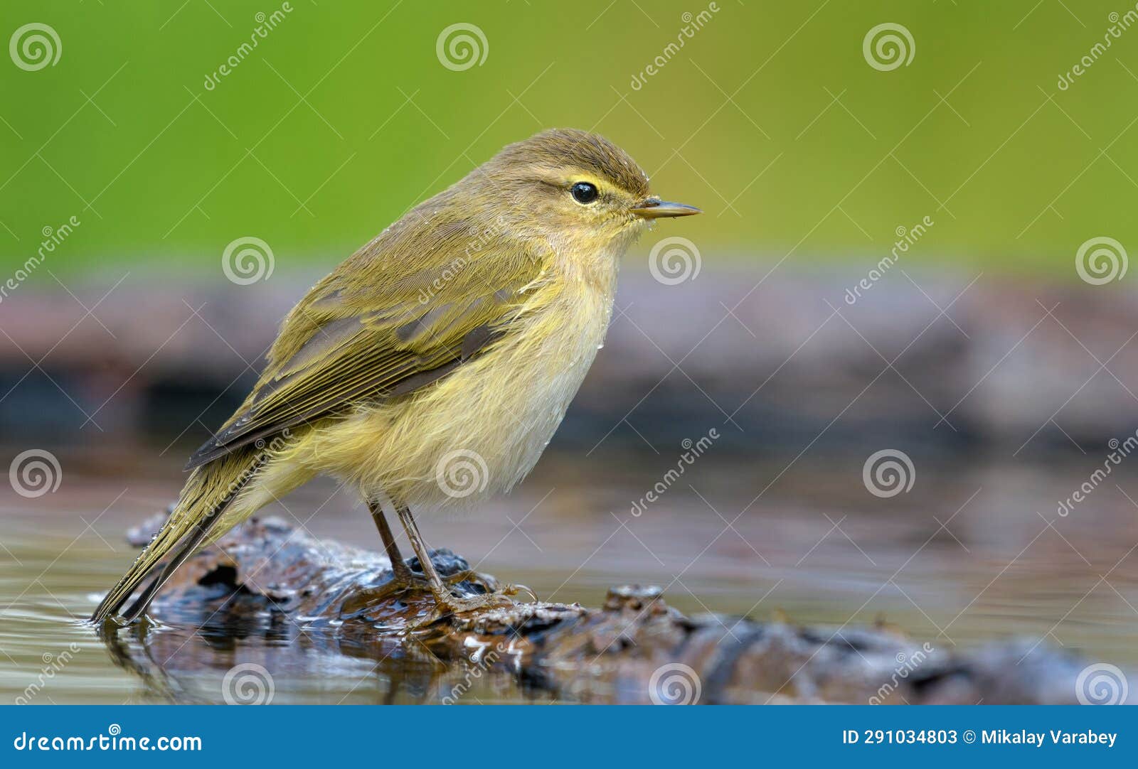 Common Chiffchaff Looking Calm in Deep Water Pond before Bath during ...