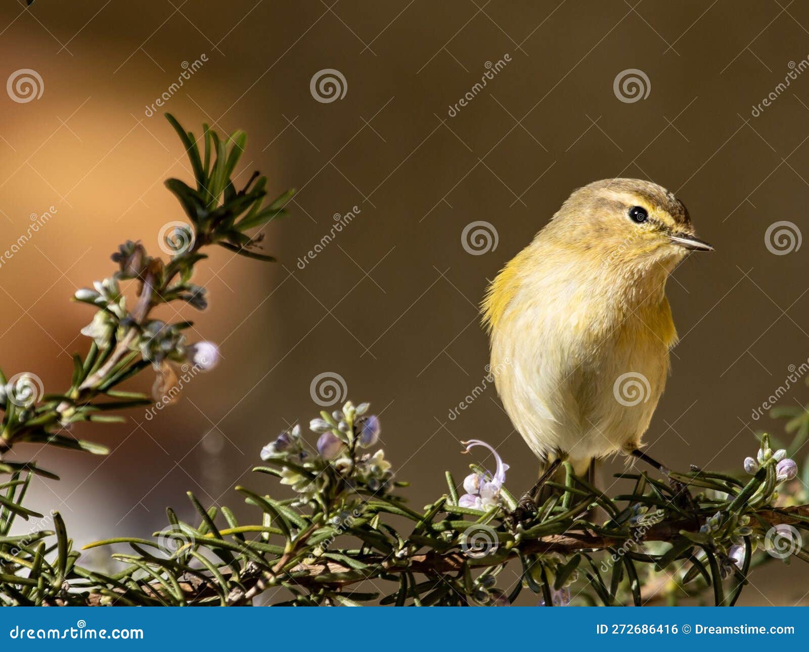 Common Chiffchaff Perched Atop a Leafy Green Tree Branch, Enjoying the ...