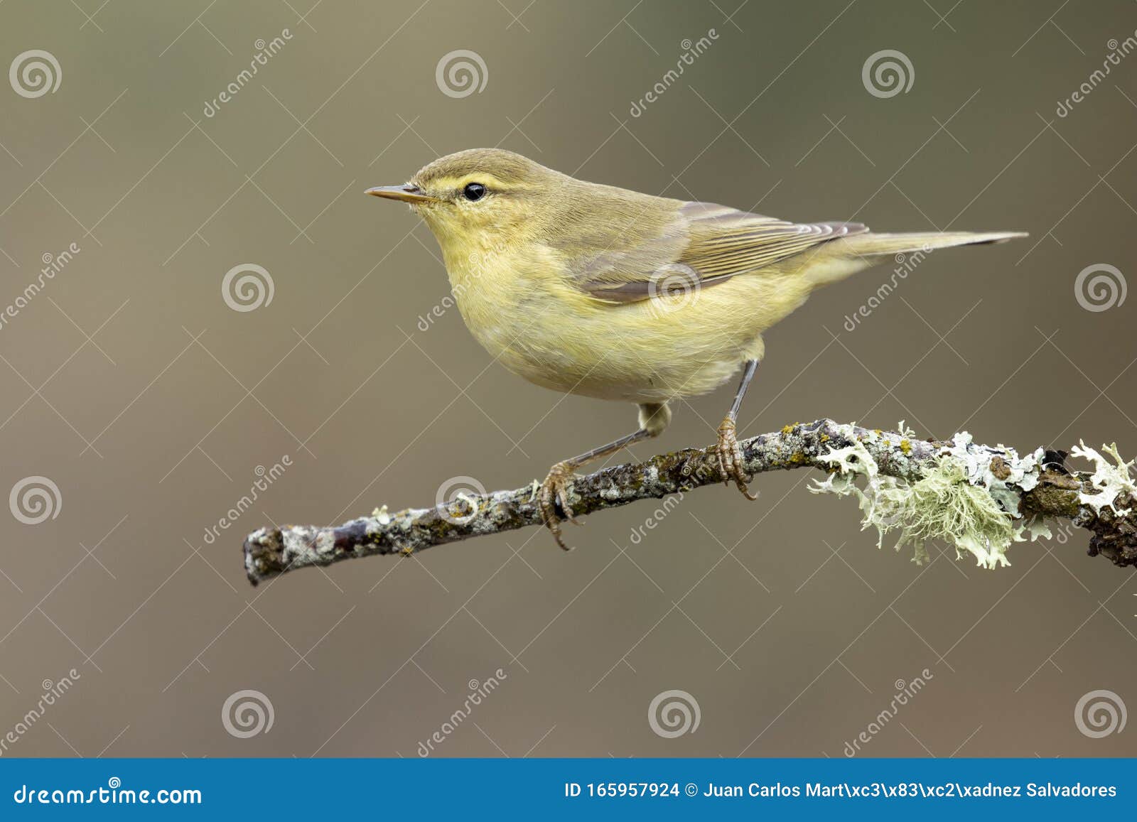 Common Chiffchaff Phylloscopus Collybita. Stock Photo - Image of ...