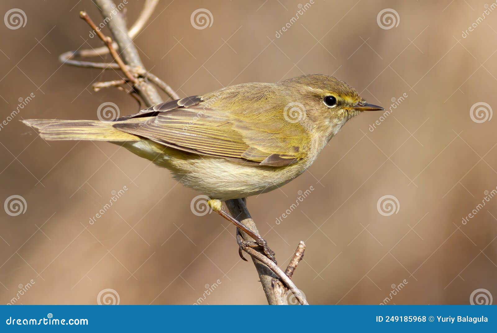 Common Chiffchaff, Phylloscopus Collybita. a Bird Sits on a Branch ...