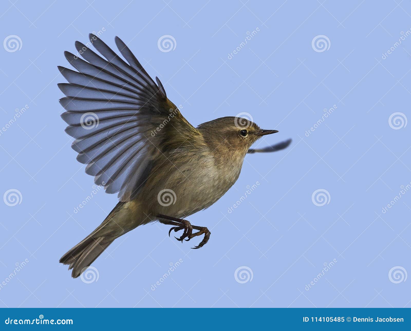 Common Chiffchaff Phylloscopus Collybita Stock Image - Image of wild ...