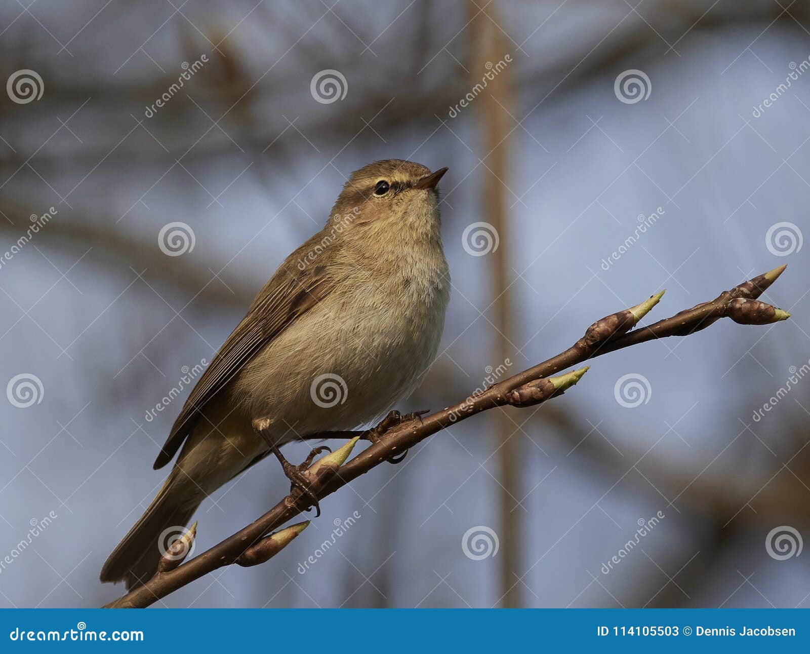 Common Chiffchaff Phylloscopus Collybita Stock Image - Image of fauna ...