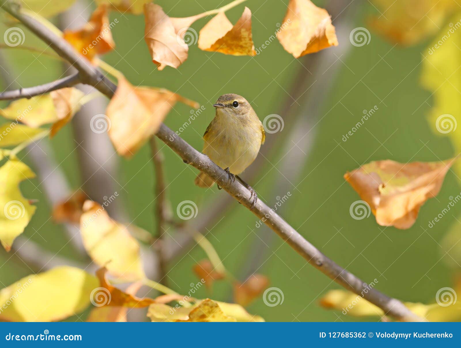 The Common Chiffchaff Phylloscopus Collybita Stock Photo - Image of ...