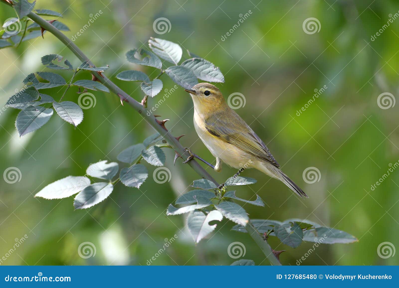 The Common Chiffchaff Phylloscopus Collybita Stock Photo - Image of ...