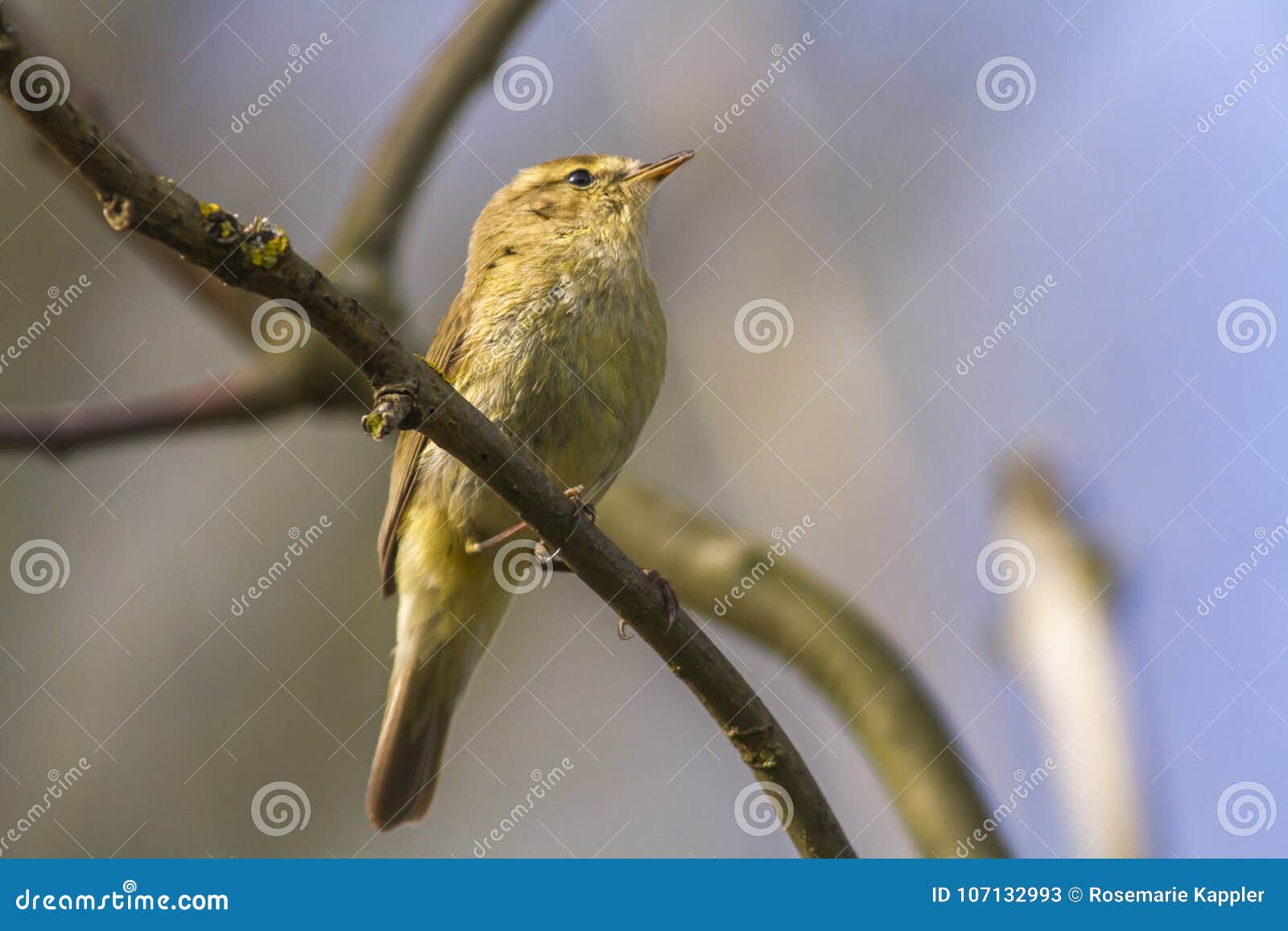 Common Chiffchaff Phylloscopus Collybita Stock Image - Image of shrub ...