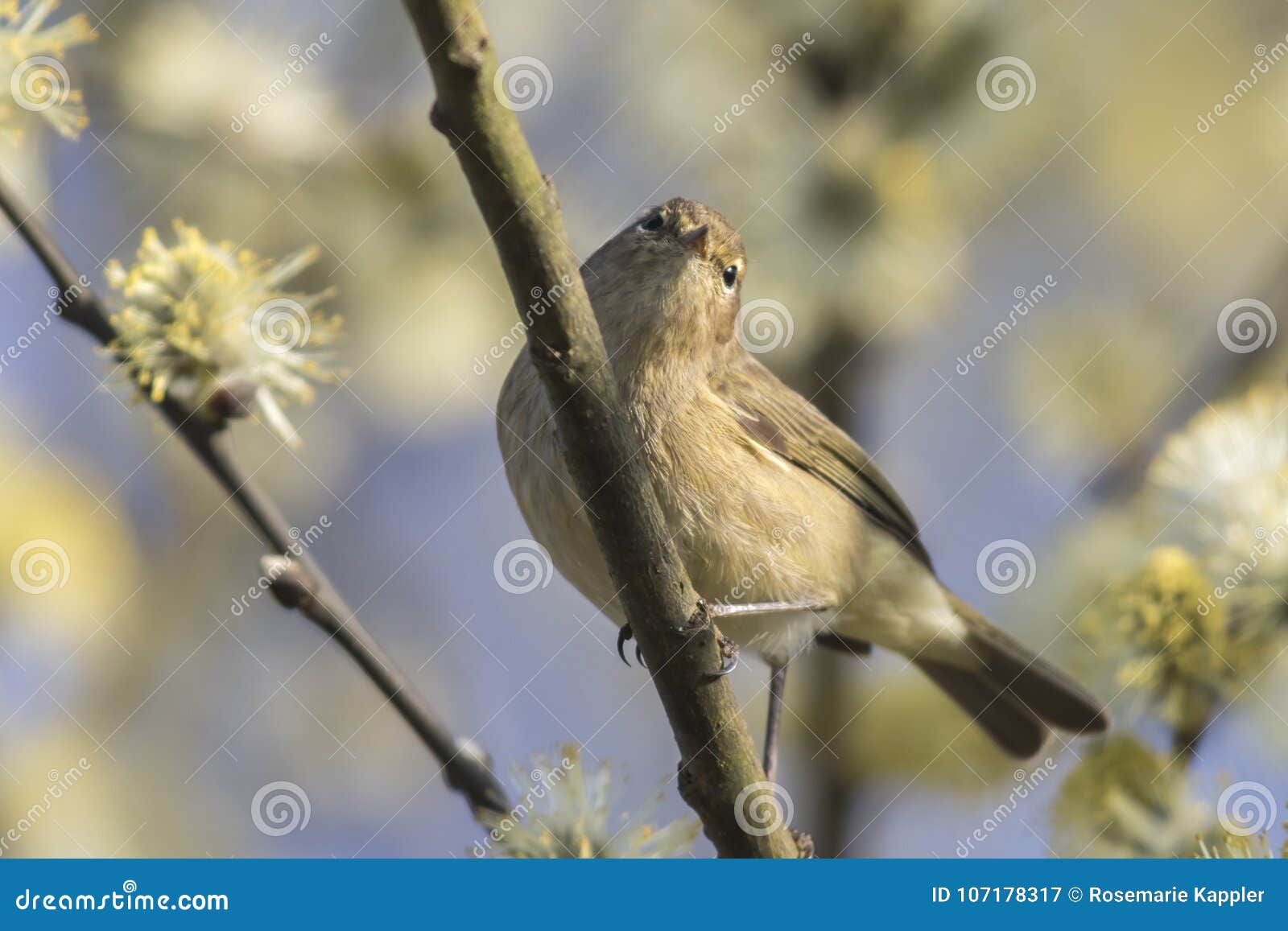 Common Chiffchaff Phylloscopus Collybita Stock Image - Image of beak ...