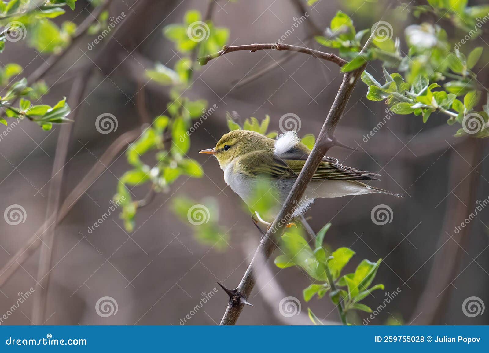 Common Chiffchaff Phylloscopus Collybita on Tree in the Garden Stock ...