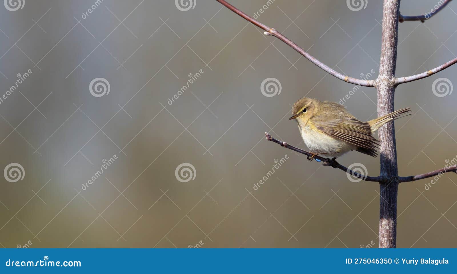 Common Chiffchaff, Spring. a Bird Sits on a Branch on a Blurry ...