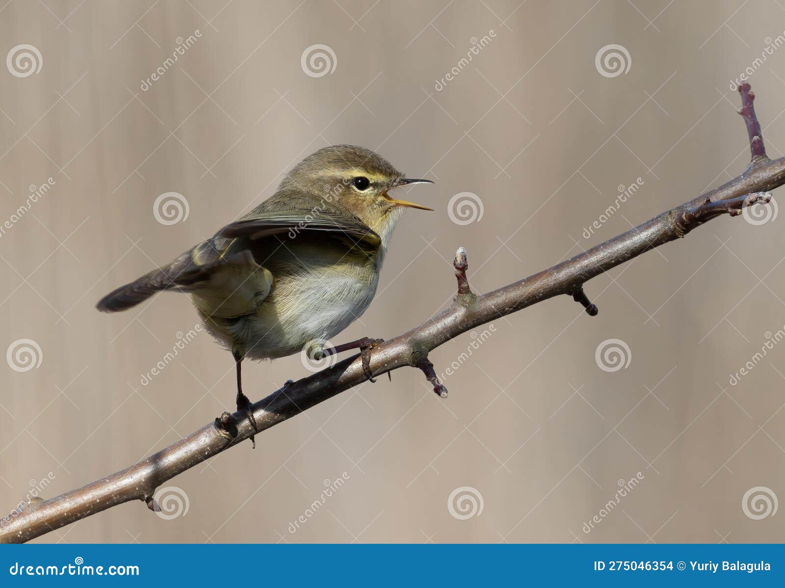 Common Chiffchaff, Spring, a Bird Sits on a Branch and Sings Stock ...
