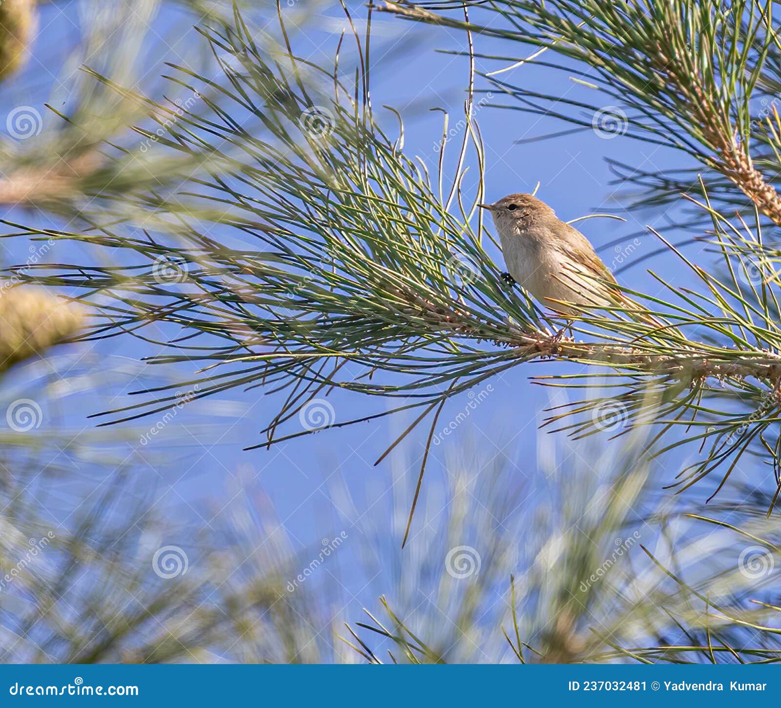 Common Chiffchaff on a Tree Stock Image - Image of ornithology ...