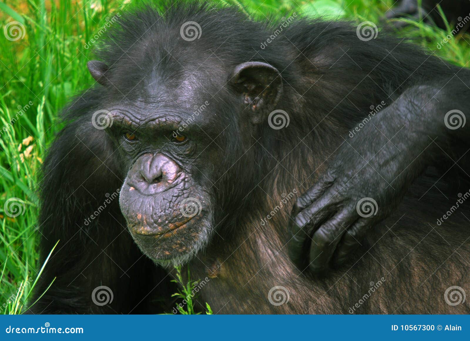 Common Chimpanzee stock photo. Image of chimp, chimpanzee - 10567300