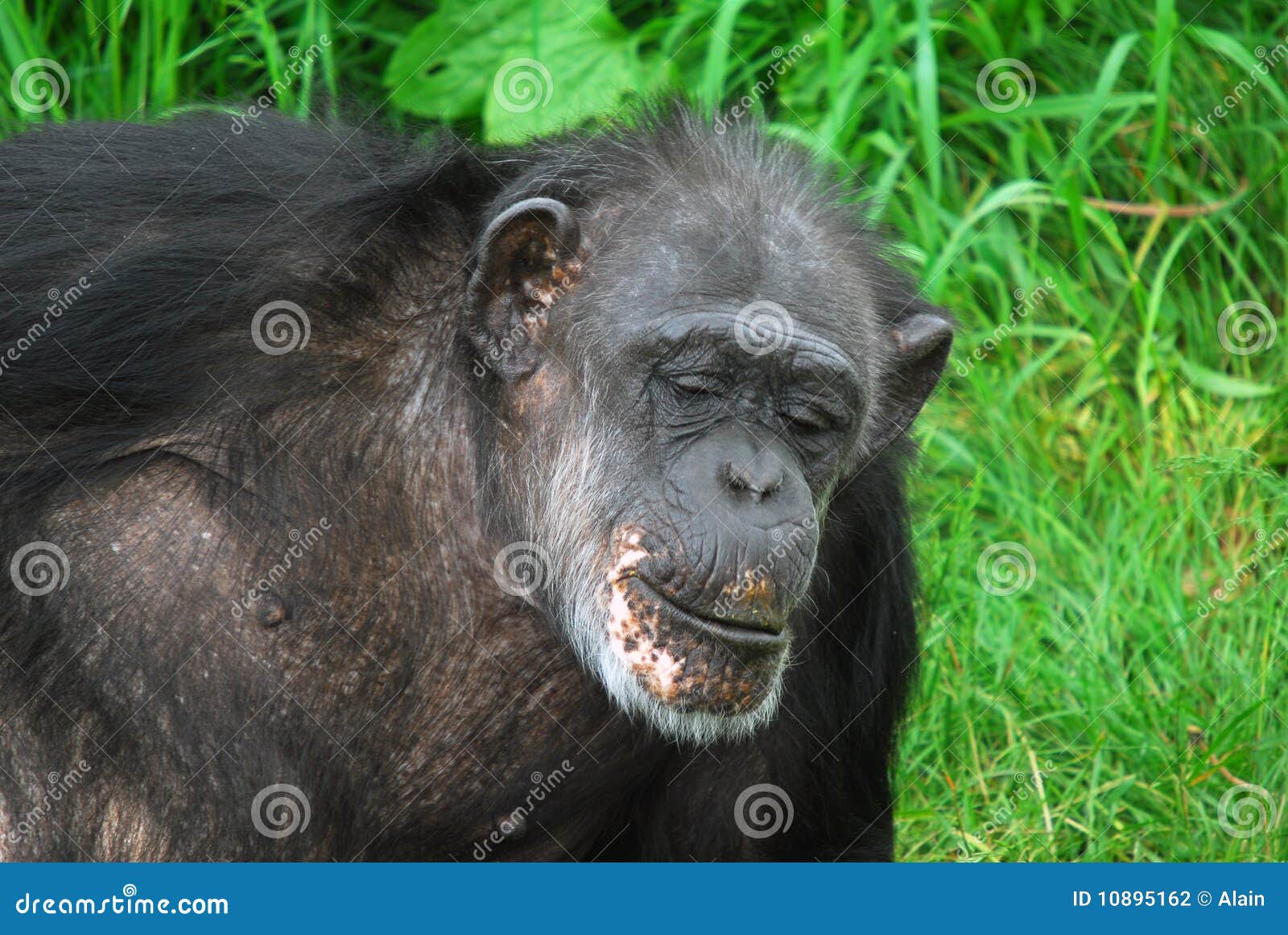 Common Chimpanzee stock photo. Image of primate, chimp - 10895162