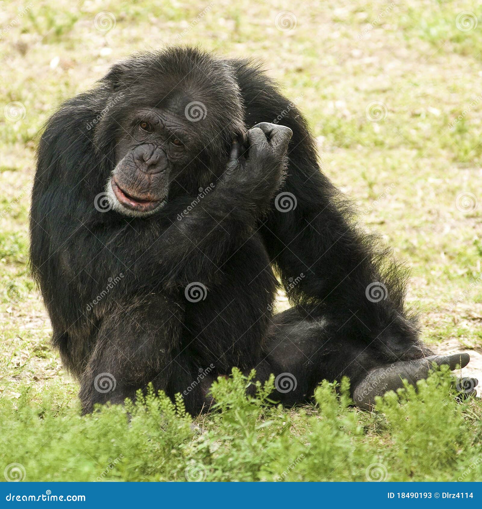 Common Chimpanzee stock image. Image of closeup, wildlife - 18490193
