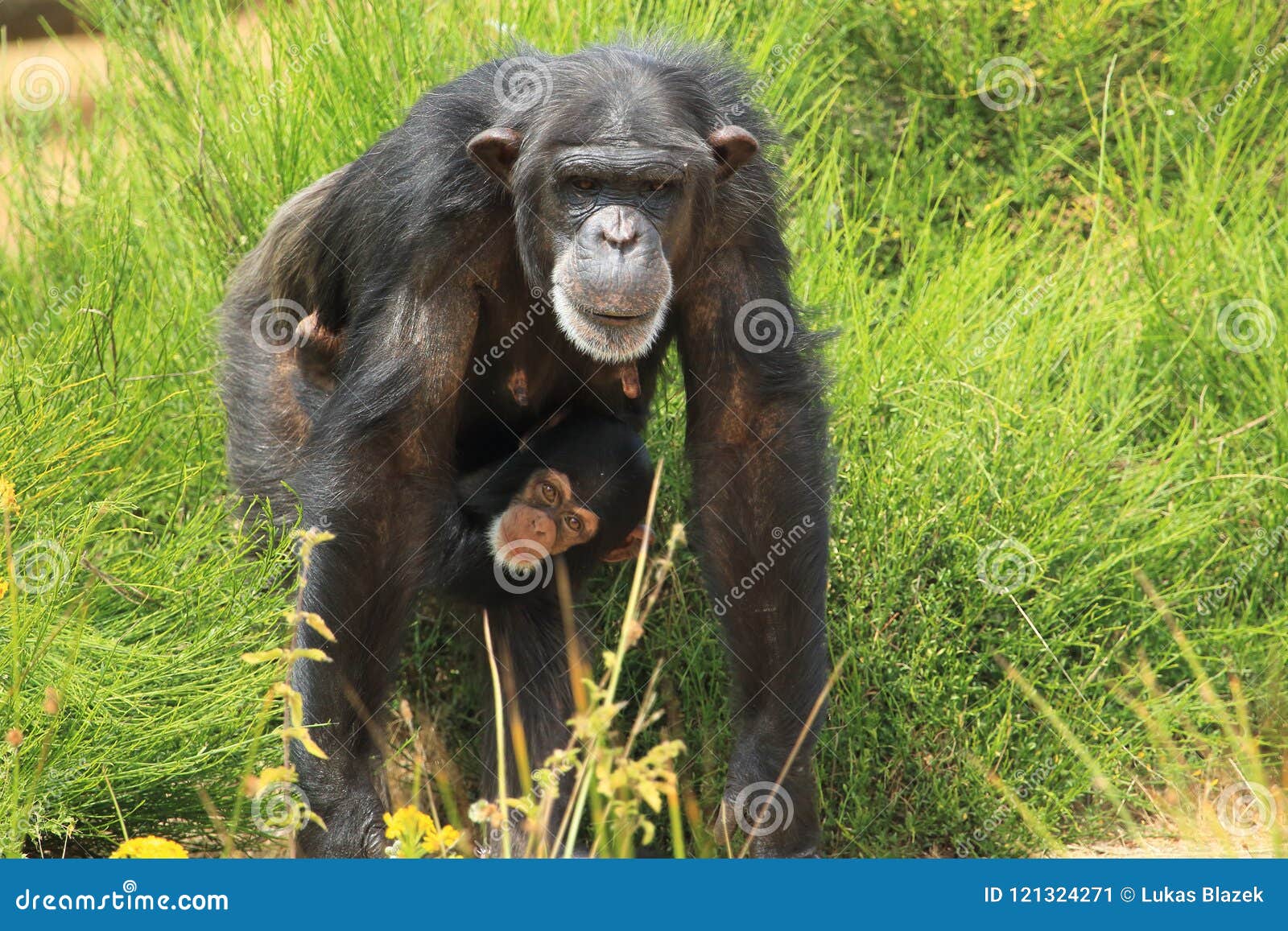Common chimpanzee stock image. Image of young, nature - 121324271
