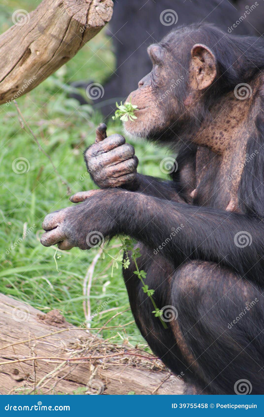 Common Chimpanzee - Pan Troglodytes Stock Photo - Image of chimp, face ...