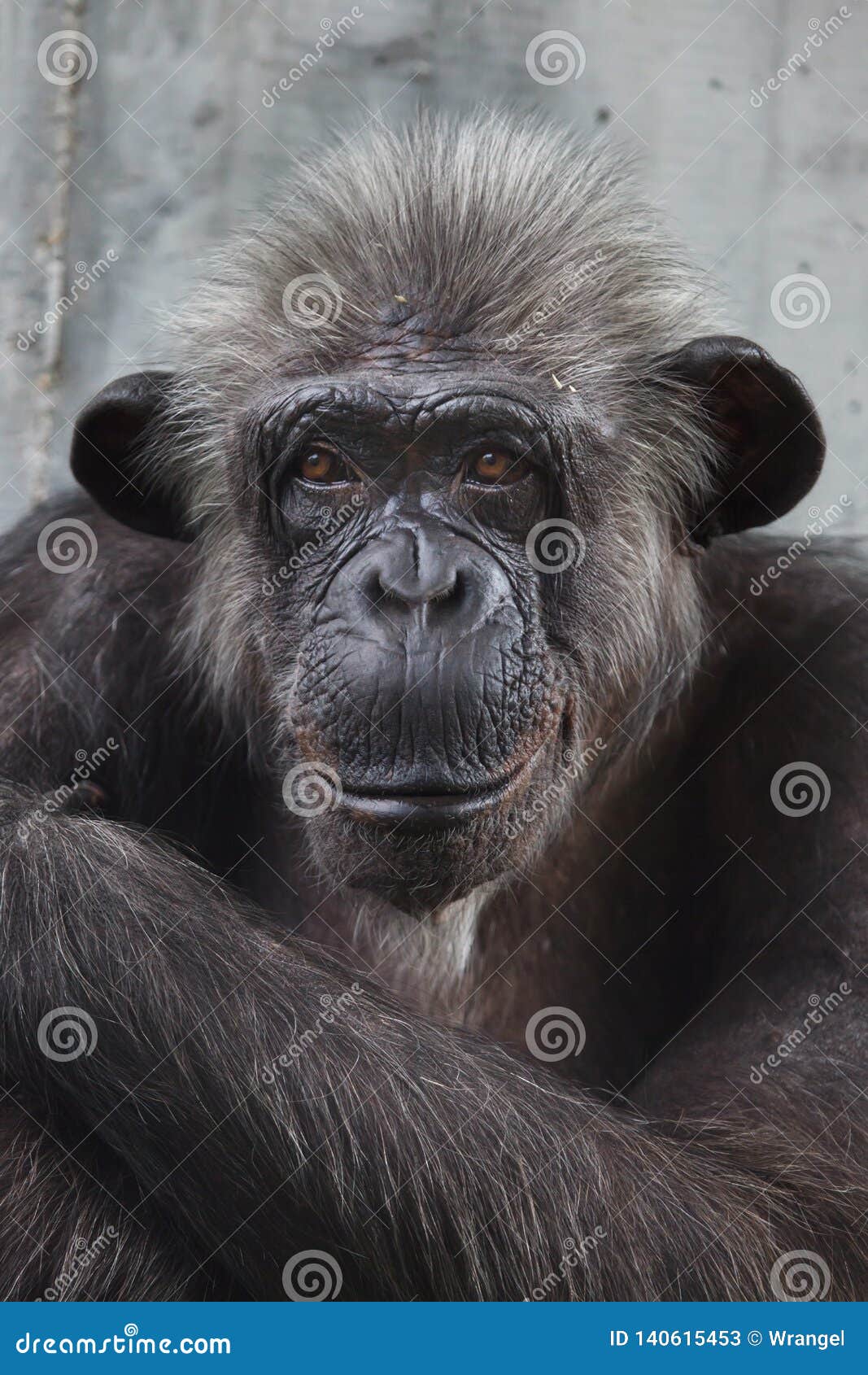 Common Chimpanzee Pan Troglodytes Stock Image - Image of primate ...
