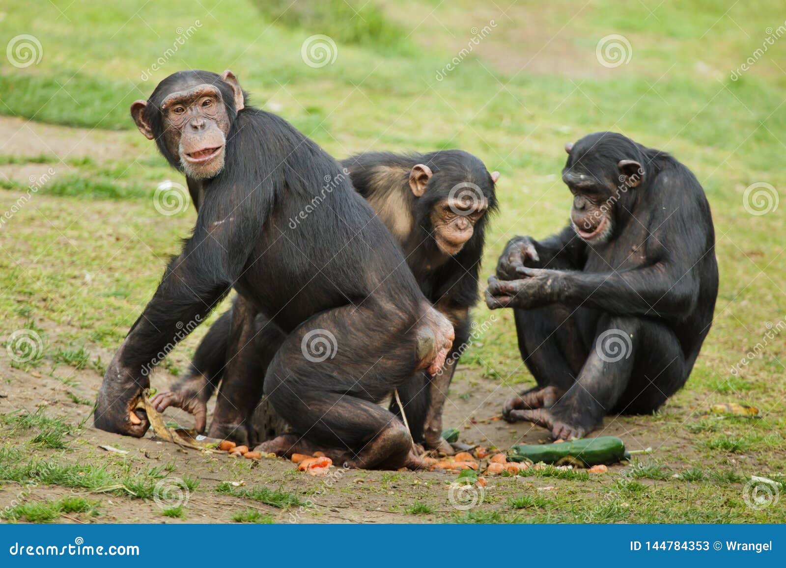 Common Chimpanzee Pan Troglodytes Stock Image - Image of haplorhini ...