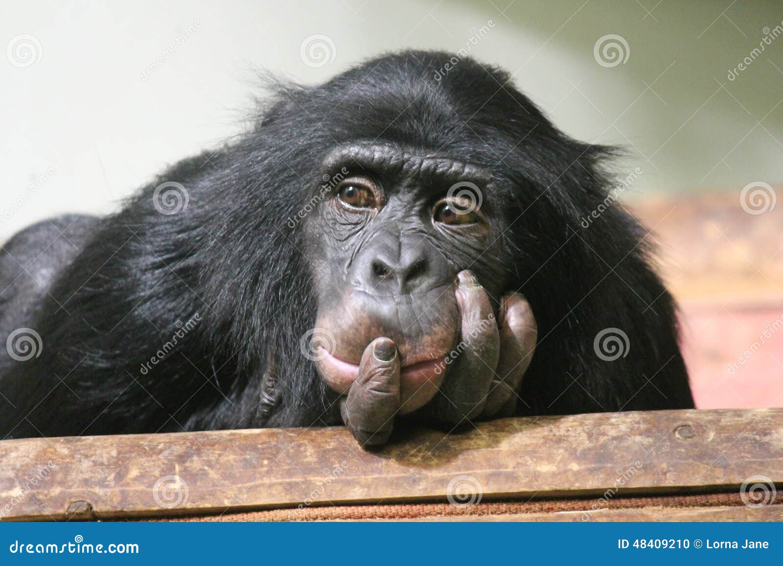 Chimp Common Chimpanzee (Pan Troglodytes) Stock, Photo, Photograph ...